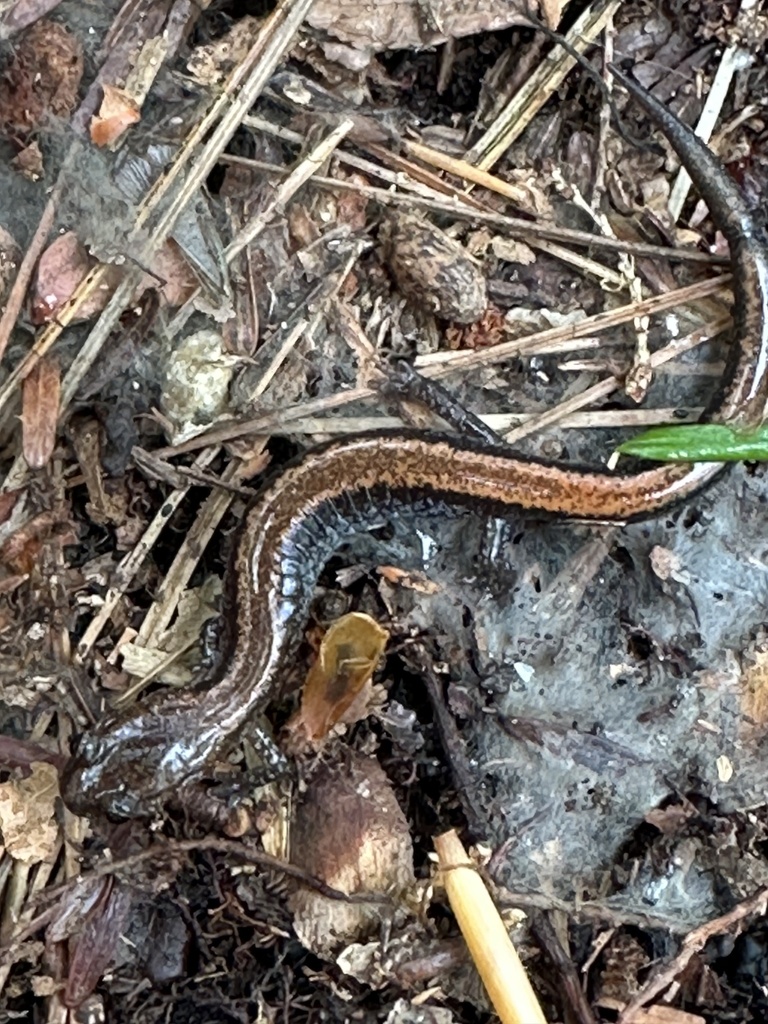 Eastern Red-backed Salamander from Channing Trail, Hancock, NH, US on ...