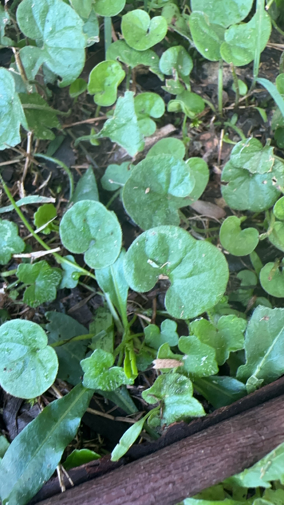 ponysfoots from Queensland, AU on May 17, 2024 at 07:36 AM by neocnus ...