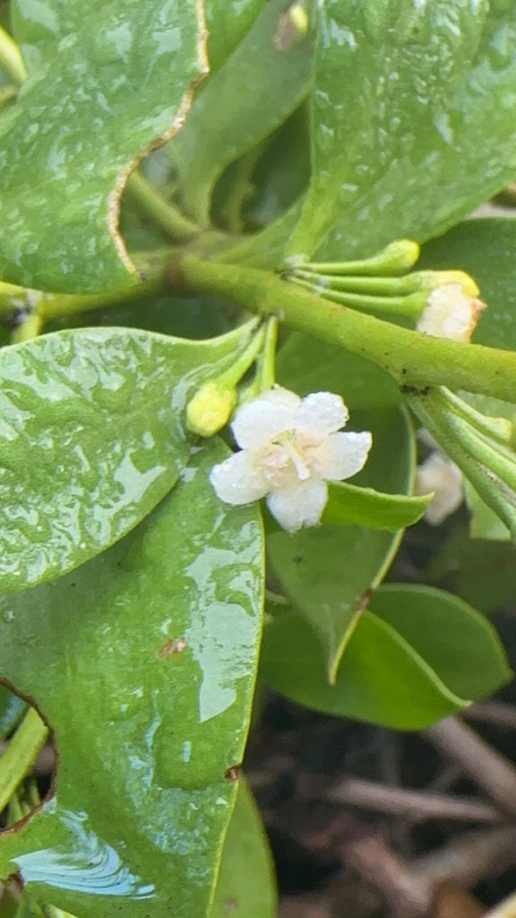 Ngaios from Queensland, AU on May 17, 2024 at 07:40 AM by neocnus ...