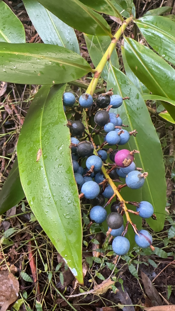 Native Ginger from Pacific Pines on May 17, 2024 at 07:48 AM by neocnus ...