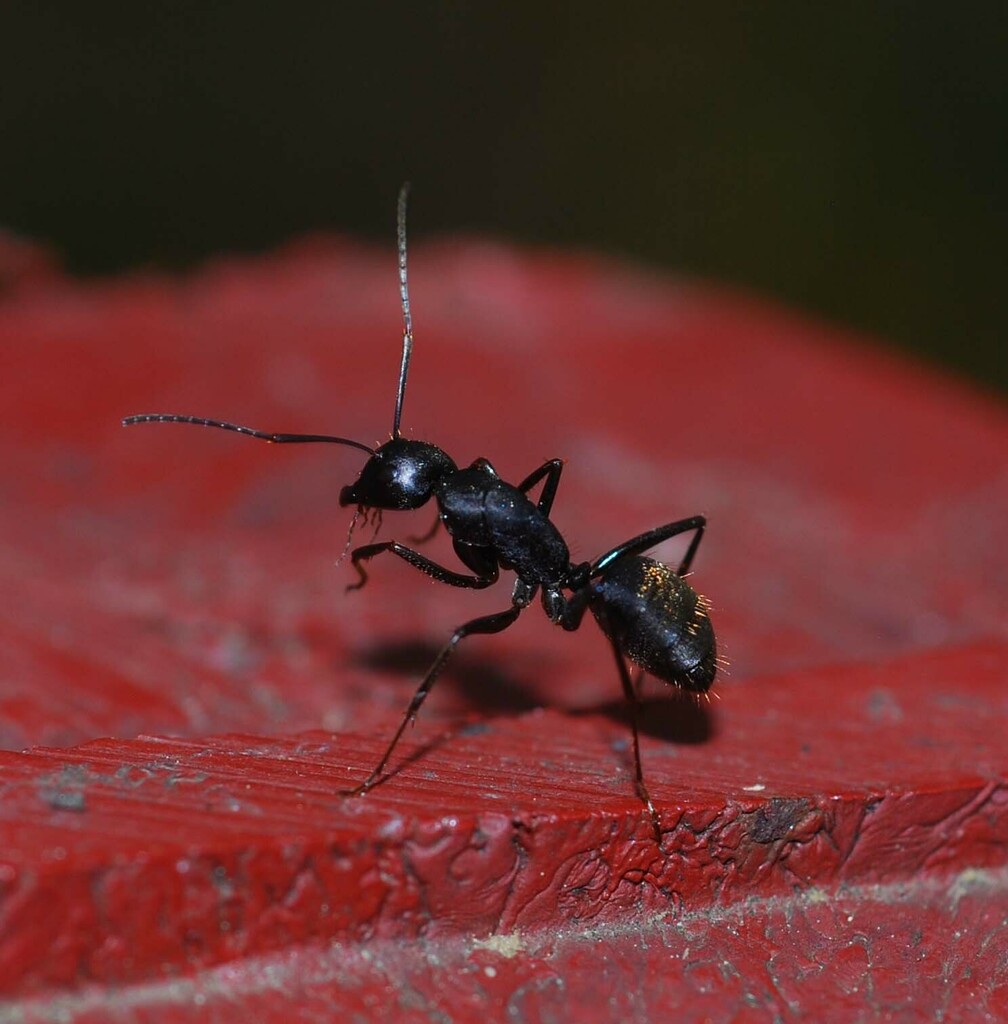 Japanese Carpenter Ant from Pyeonghwa-ro, Dongducheon-si, Gyeonggi-do ...