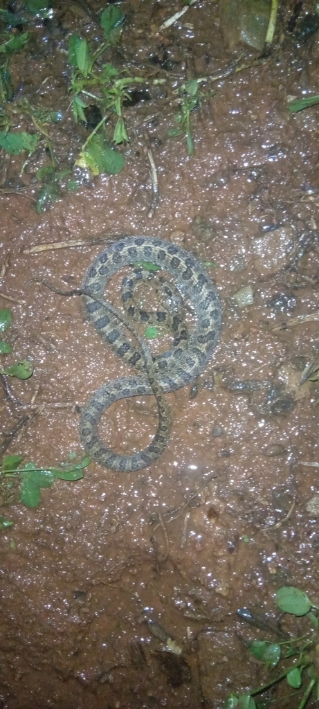 Ornate Cat-eyed Snake from Soloy, comarca Ngabe Bugle, Soloy, Ngöbe ...