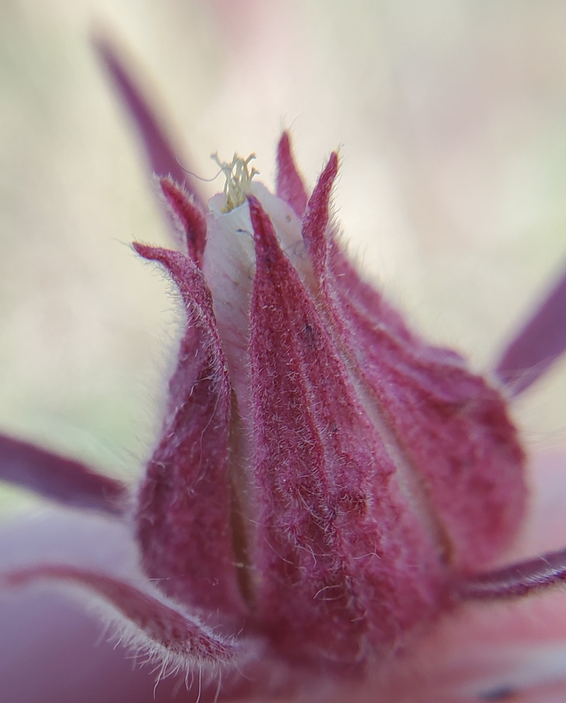 prairie smoke from Louisville Township, MN, USA on May 11, 2024 at 09: ...