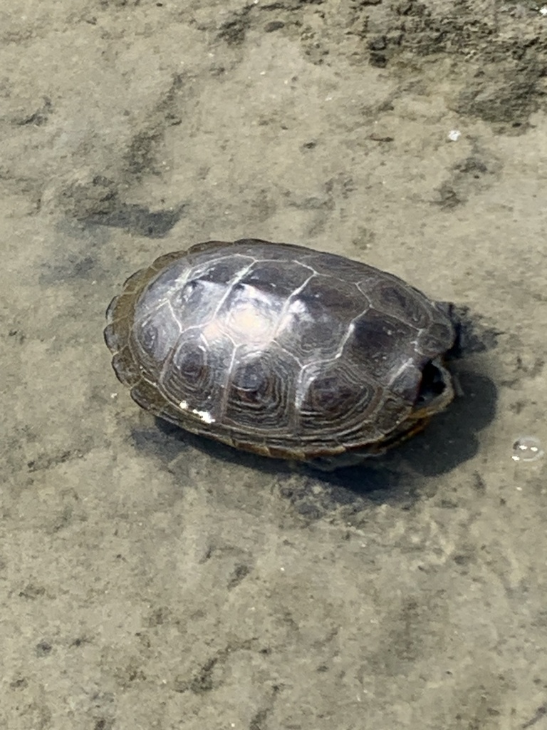 Diamondback Terrapin in May 2024 by gilbertgrant · iNaturalist