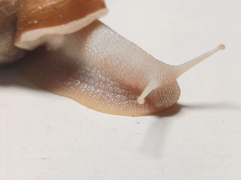 Acusta ravida from Zhejiang, CN on March 27, 2024 at 07:48 PM by 谭钧文 ...