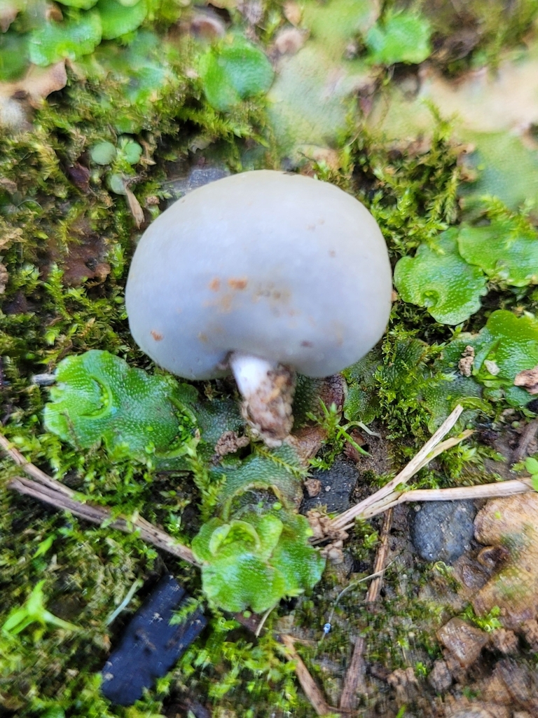 Psilocybe weraroa in May 2024 by colindomnauer. South Island, near ...