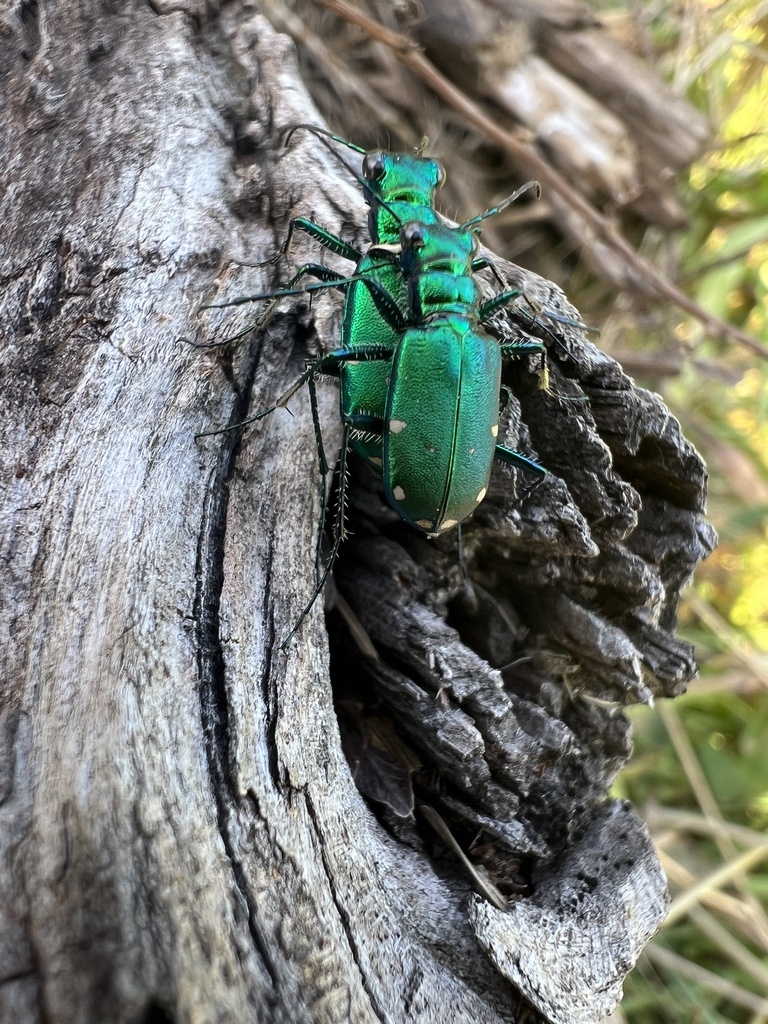 Six-spotted Tiger Beetle from Red Cherry Ln, Newark, OH, US on May 16 ...