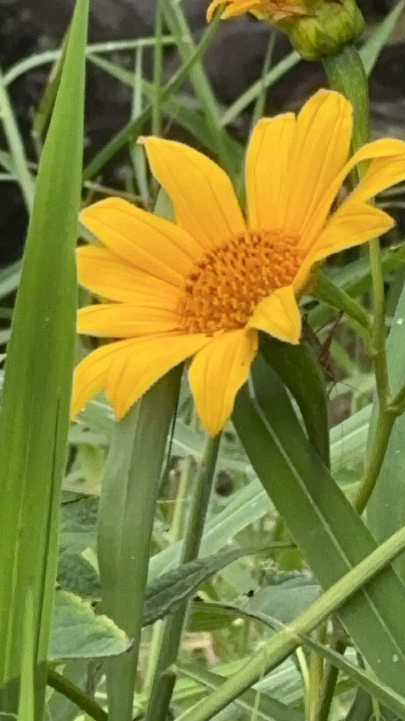 tree marigold from Queensland, AU on May 17, 2024 at 11:03 AM by ...