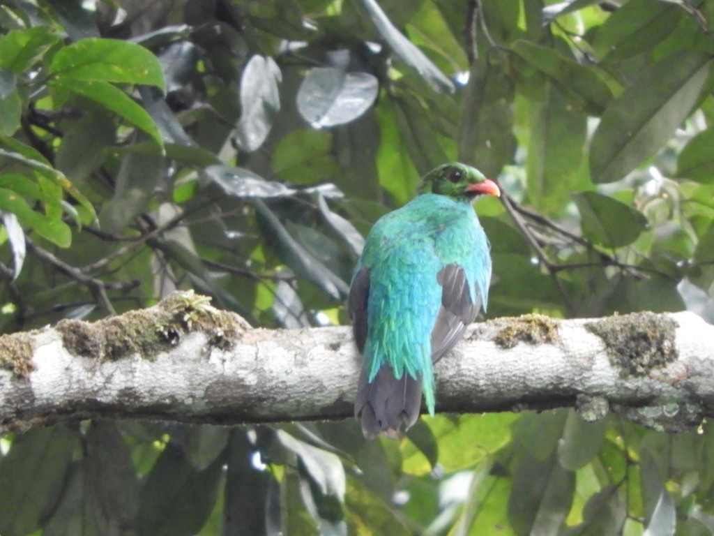 Pavonine Quetzal (Pharomachrus pavoninus) - Avian Discovery