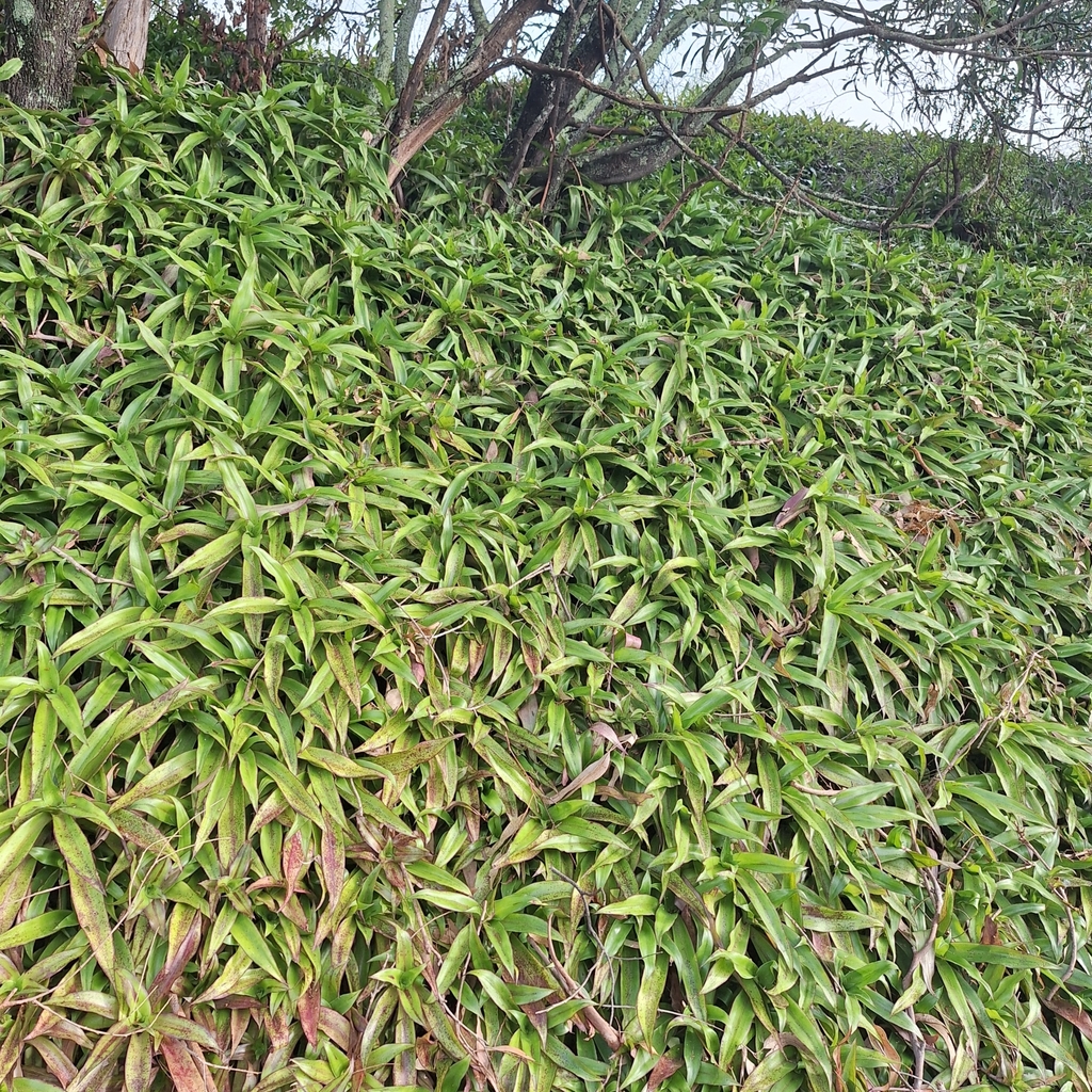 False Bromeliad Plant from Salisbury QLD 4107, Australia on May 17 ...