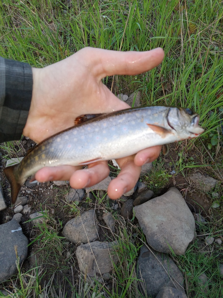 Brook Trout from Beausoleil, NB, Canada on May 16, 2024 at 07:08 PM by ...