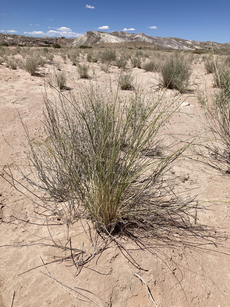 Sand Ricegrass from Wayne County, US-UT, US on May 16, 2024 at 02:57 PM ...