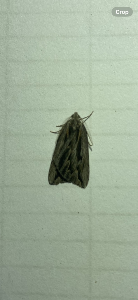 Ribbon Cape Moth in May 2024 by Josh Magro · iNaturalist