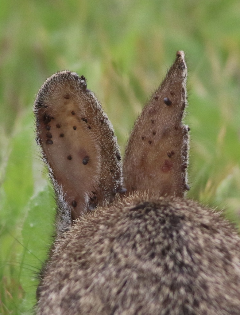 Rabbit Tick from San Mateo County, CA, USA on May 16, 2024 at 08:17 AM ...