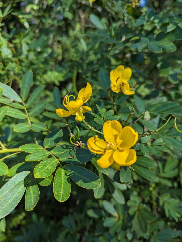 Christmas Senna from Kincumber NSW 2251, Australia on May 17, 2024 at ...