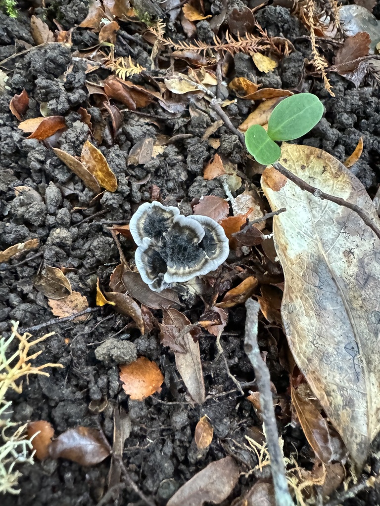 Phellodon from South Island / Te Waipounamu, Rai Valley, Marlborough ...