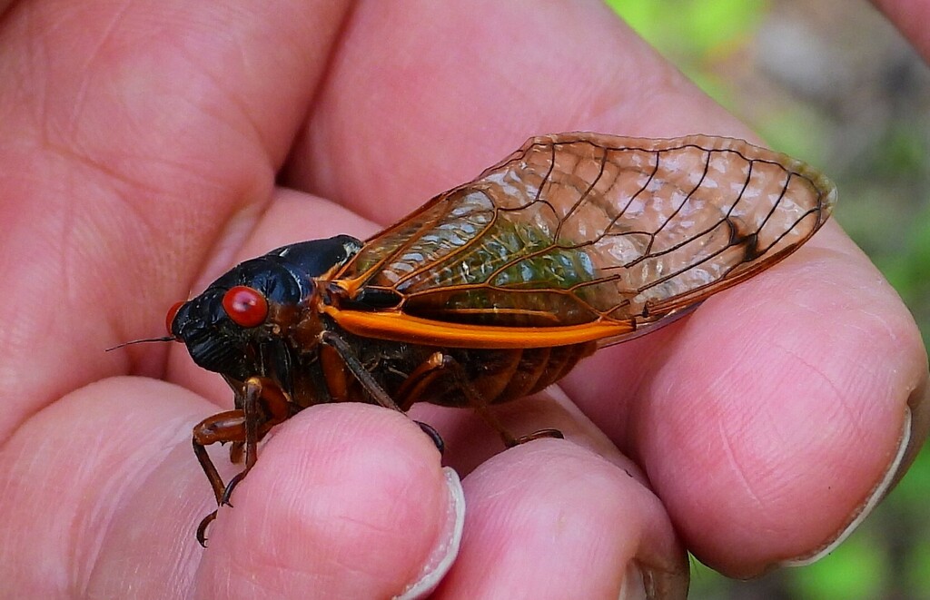 Riley's 13-Year Cicada from Guntersville, AL, USA on May 16, 2024 at 01 ...