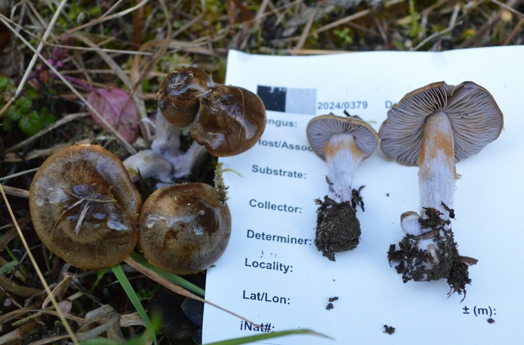 Thaxterogaster australis from Havelock, New Zealand on May 17, 2024 at ...