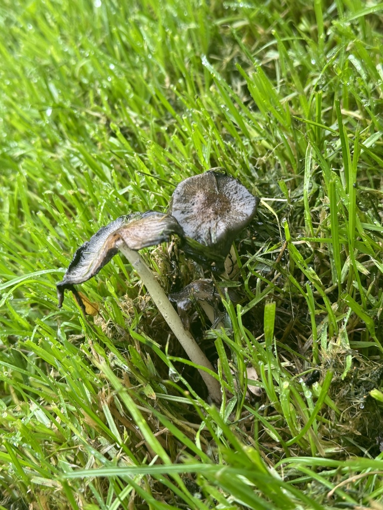 Common Ink Cap from Central Park, New York, NY, US on May 16, 2024 at ...