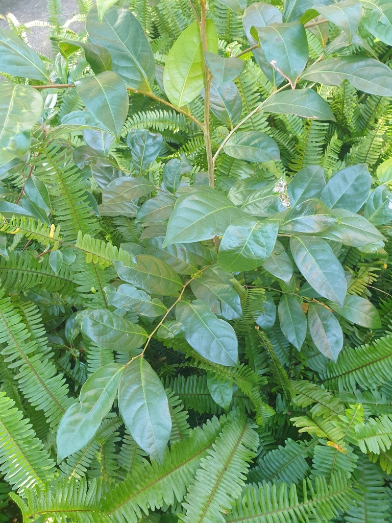 Cheese Tree from Randwick NSW 2031, Australia on May 17, 2024 at 12:04 ...