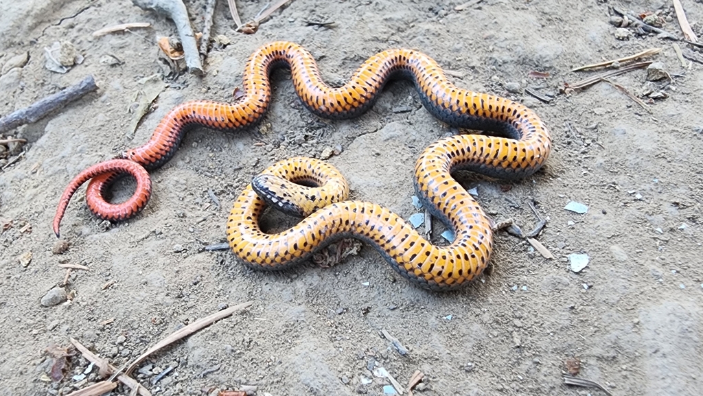 Pacific Ringneck Snake from Marin Municipal Water District Watershed ...