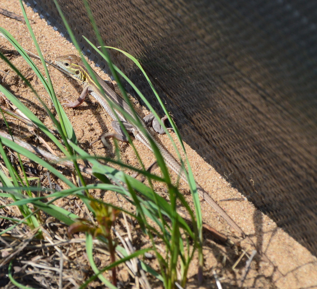 Six-lined Racerunner in May 2024 by Frank Ziegler · iNaturalist
