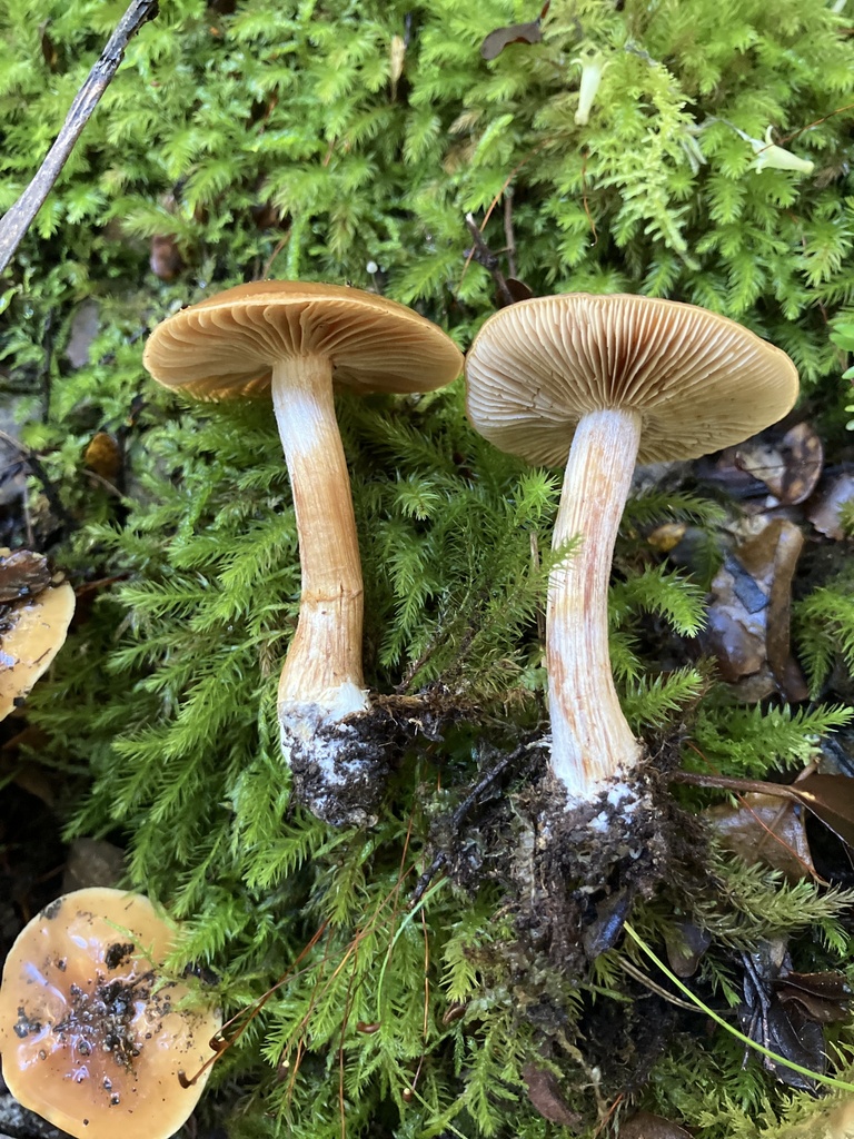 Webcaps from Mount Richmond Forest Park, NZ-MA, NZ-MA-MB, NZ on May 17 ...