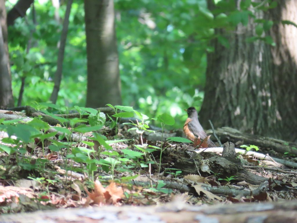 American Robin from Mount Airy, Philadelphia, PA, USA on May 13, 2024 ...