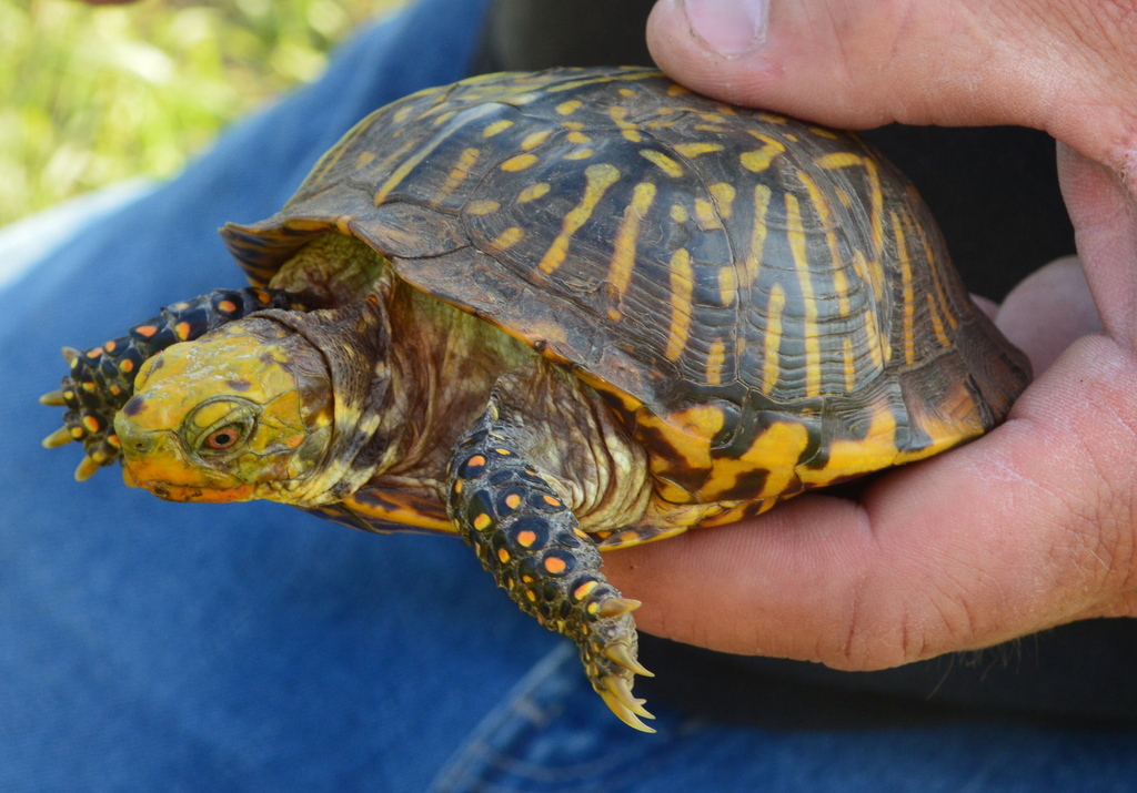 Ornate Box Turtle in May 2024 by Frank Ziegler · iNaturalist