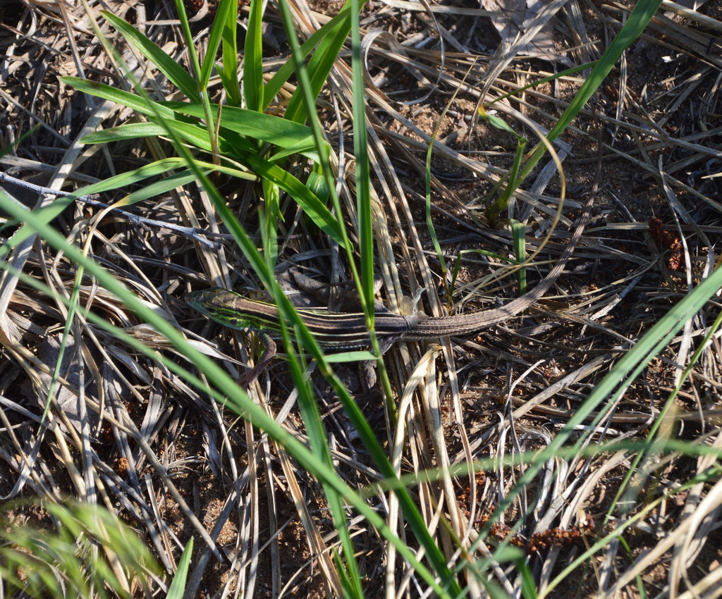 Six-lined Racerunner in May 2024 by Frank Ziegler · iNaturalist