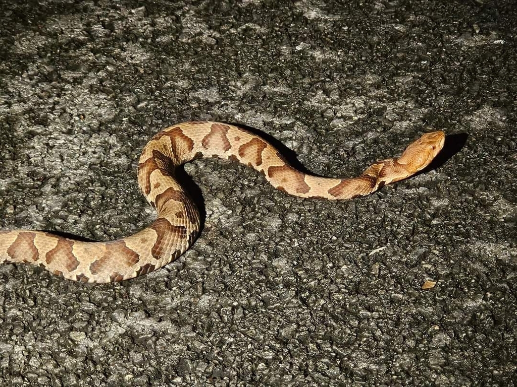 Eastern Copperhead from Jamestown, KY 42629, USA by Spencer · iNaturalist