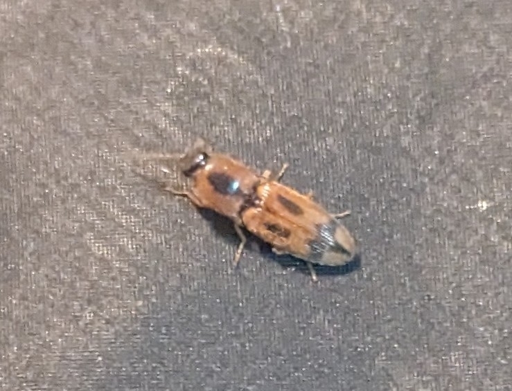 Sweet Click Beetle from Ypsilanti, MI 48198, USA on May 16, 2024 at 10: ...