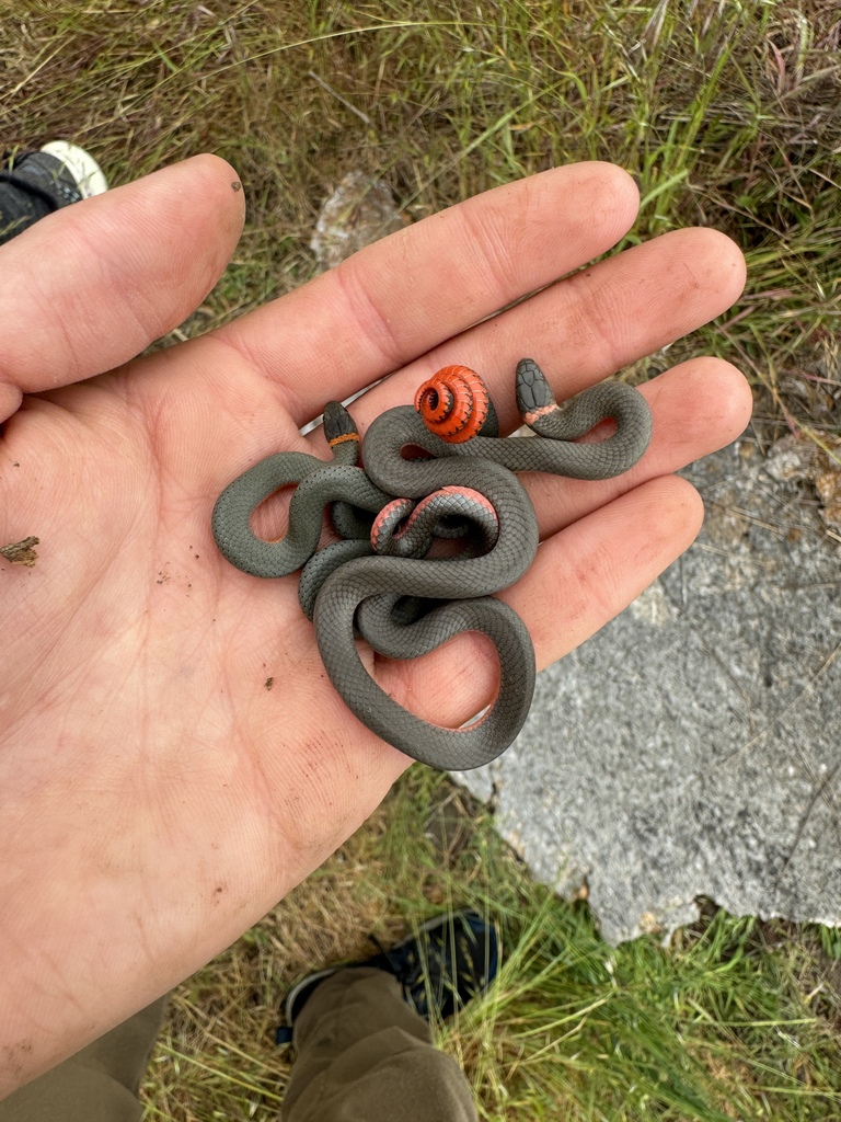 Pacific Ringneck Snake in May 2024 by Aidan Kelly · iNaturalist