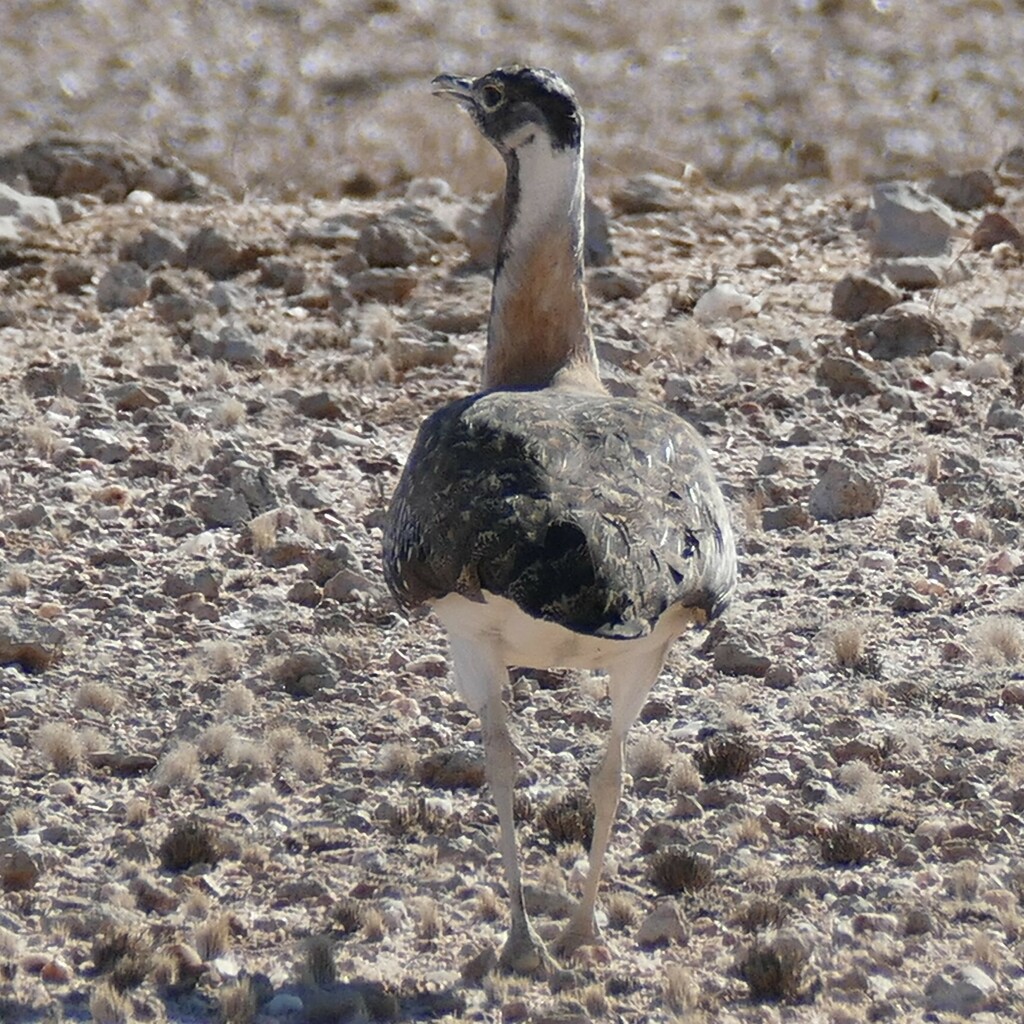 Ludwig's Bustard in May 2024 by jambobwana · iNaturalist