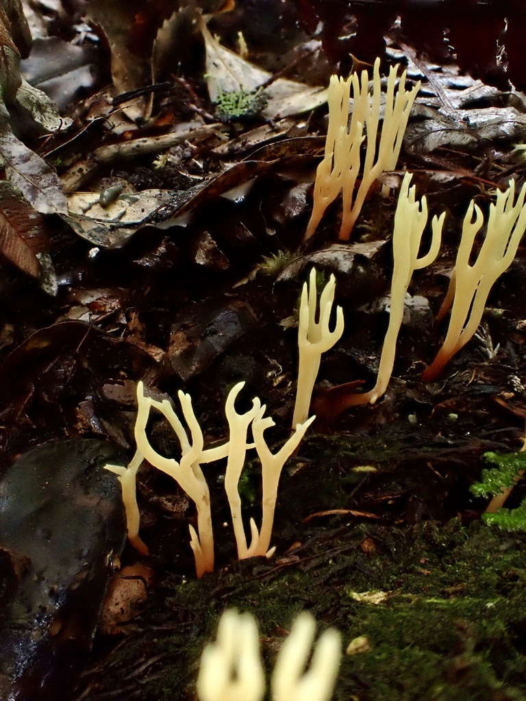 Ramariopsis avellanea from South Island / Te Waipounamu, Rai Valley ...