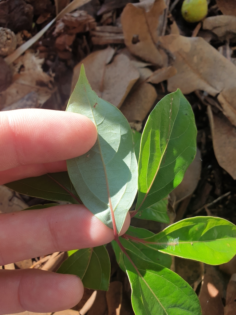 Camphor Tree from Randwick NSW 2031, Australia on May 17, 2024 at 01:28 ...