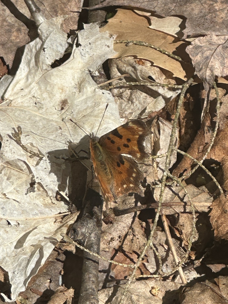 Green Comma from Germfask, MI, US on May 15, 2024 at 03:18 PM by Sara L ...
