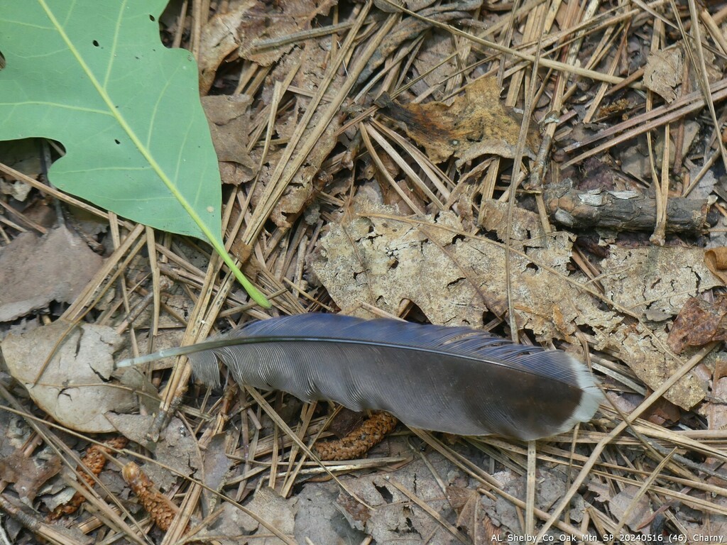 Blue Jay from Oak Mountain SP, Lunker Lake Trail on May 16, 2024 at 12: ...