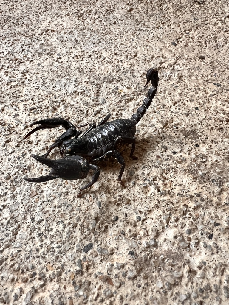 Laotian Giant Scorpion from Doi Suthep-Pui National Park, Mueang Chiang ...