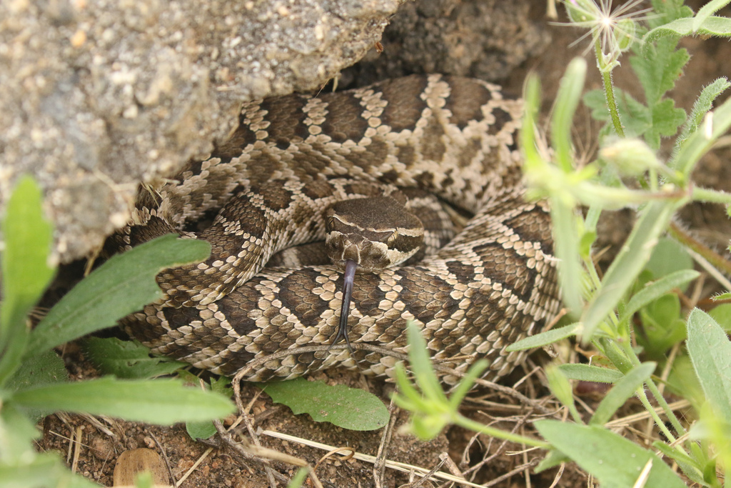 Southern Pacific Rattlesnake from San Diego County, CA, USA on May 16 ...