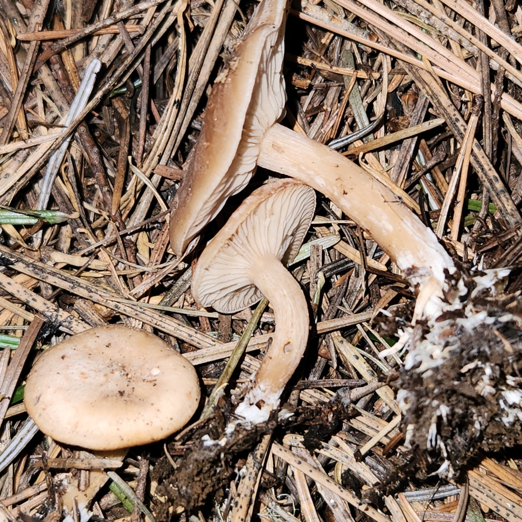 Clitocybe albirhiza in May 2024 by Ngail · iNaturalist