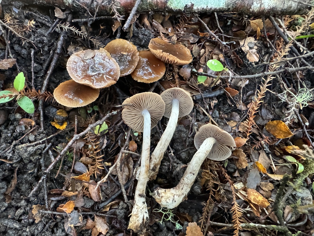 Webcaps from South Island / Te Waipounamu, Rai Valley, Marlborough, NZ ...
