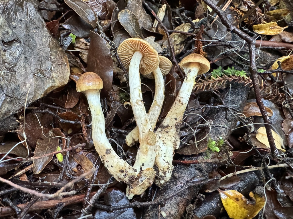 Webcaps from South Island / Te Waipounamu, Rai Valley, Marlborough, NZ ...