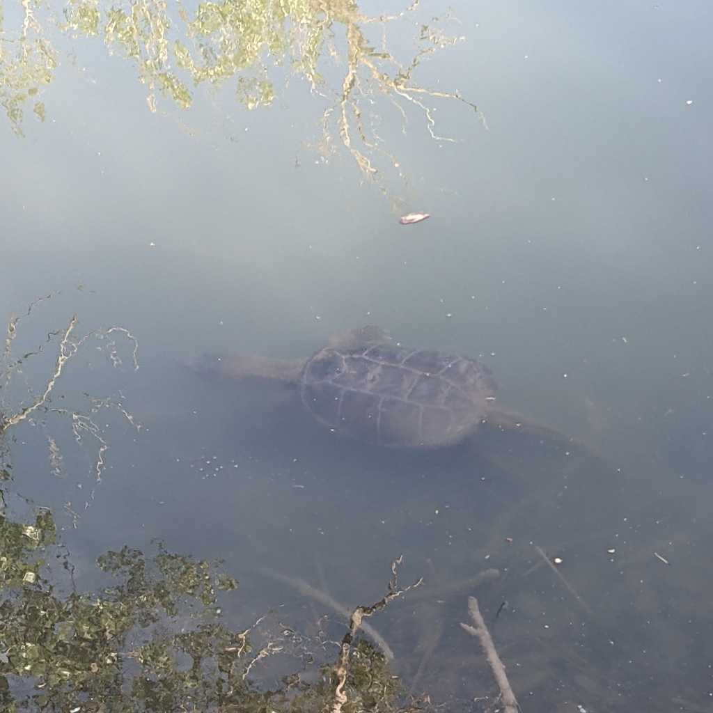 Common Snapping Turtle from Fort Collins, CO, USA on May 16, 2024 at 06 ...