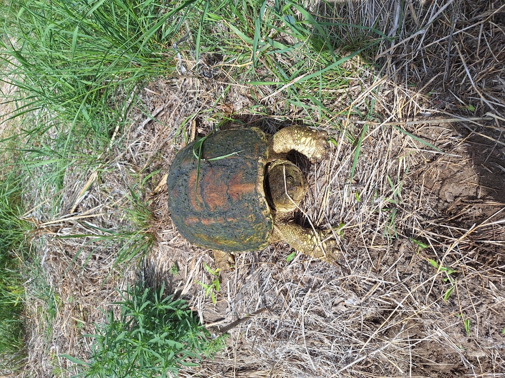 Common Snapping Turtle from Hays, KS 67601, USA on May 16, 2024 at 03: ...