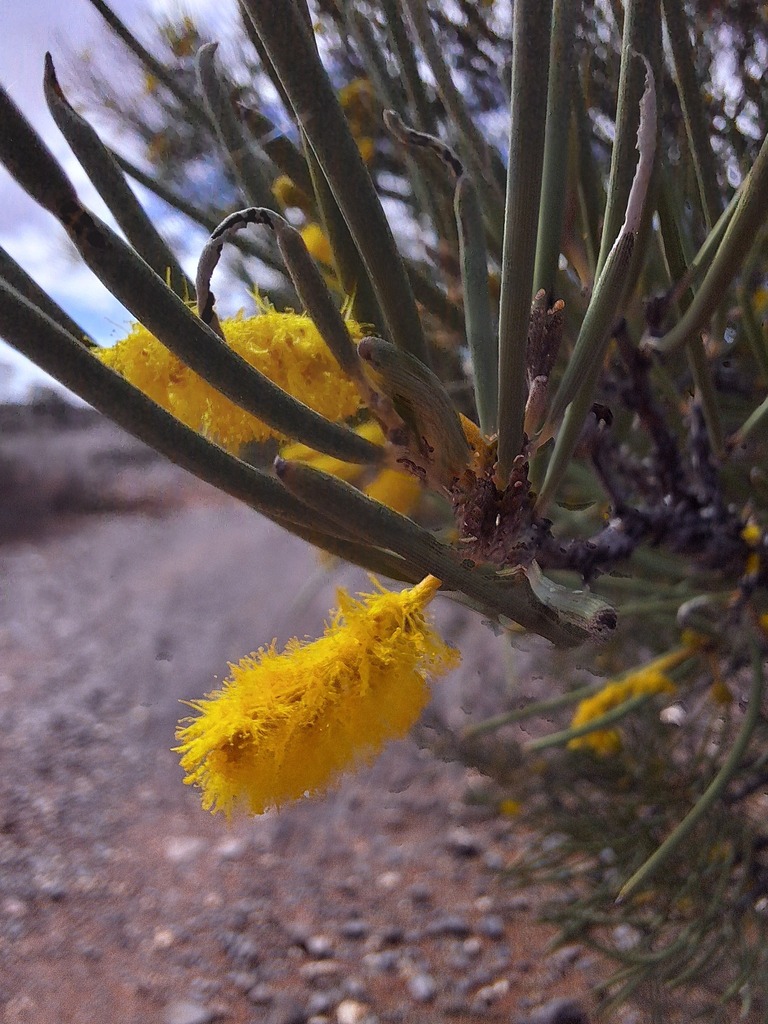 Acacia grasbyi from Lake Austin WA 6640, Australia on May 15, 2024 at ...