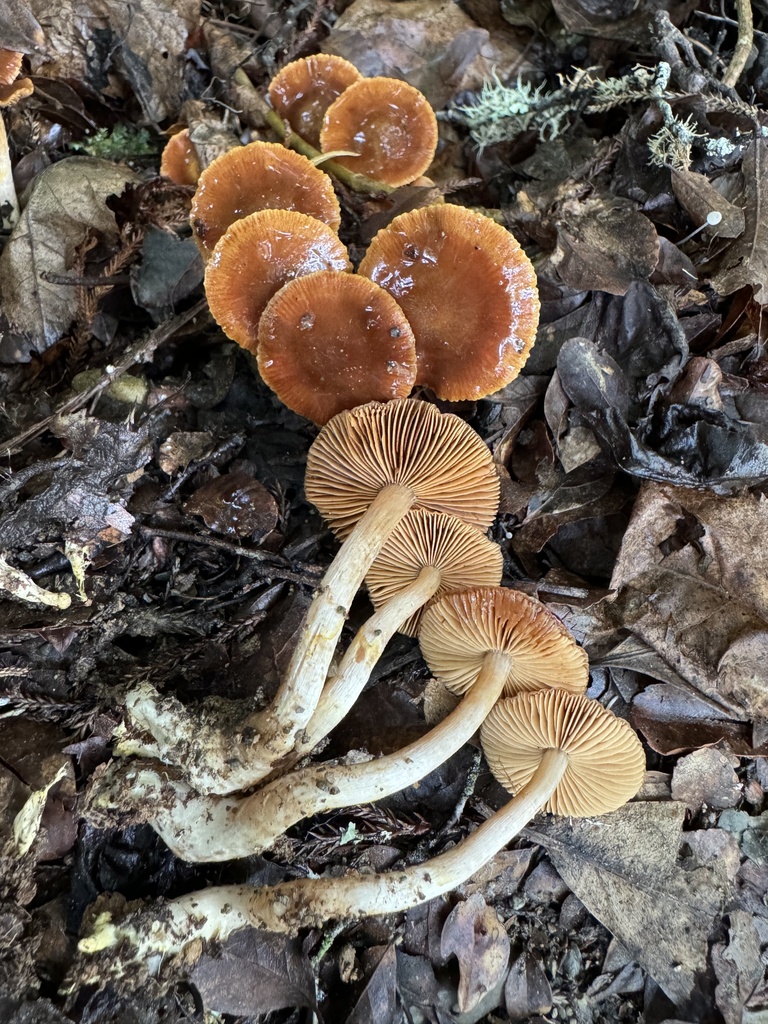 Webcaps from South Island / Te Waipounamu, Rai Valley, Marlborough, NZ ...