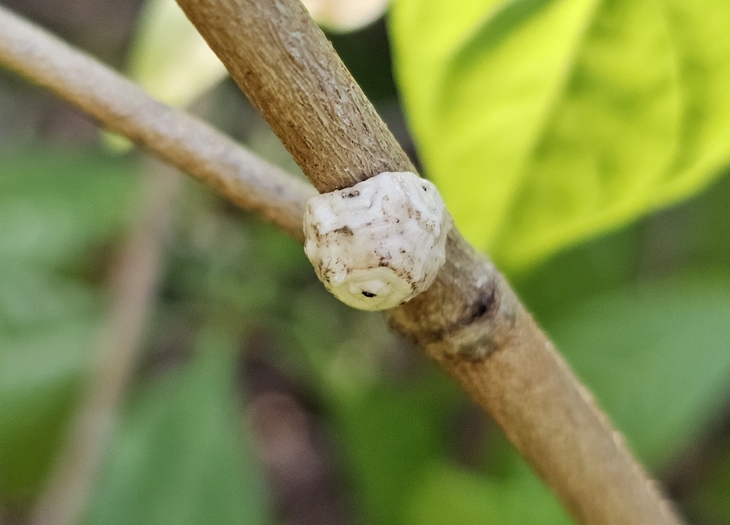Wax Scales from North Key Largo, FL 33037, USA on May 4, 2024 at 04:46 ...