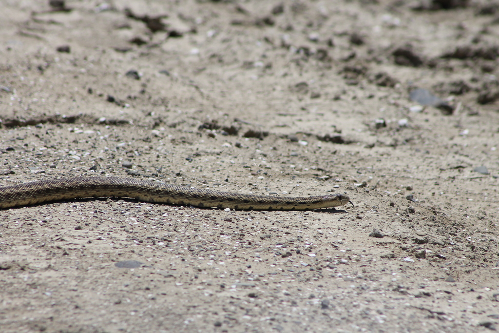 Pacific Gopher Snake from Gustine, CA, US on May 16, 2024 at 12:48 PM ...