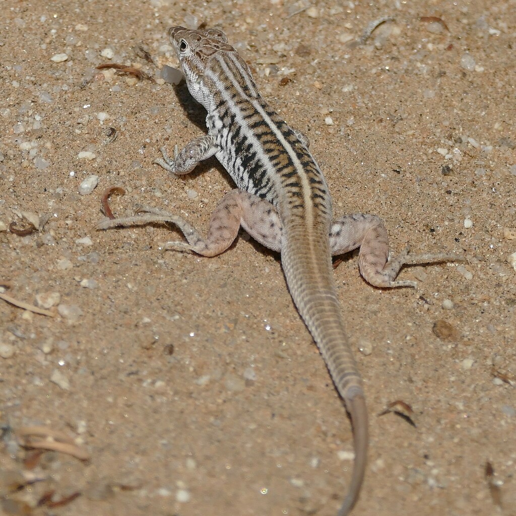 Bushveld Lizard from near C28, Region Erongo, Namibia on May 16, 2024 ...